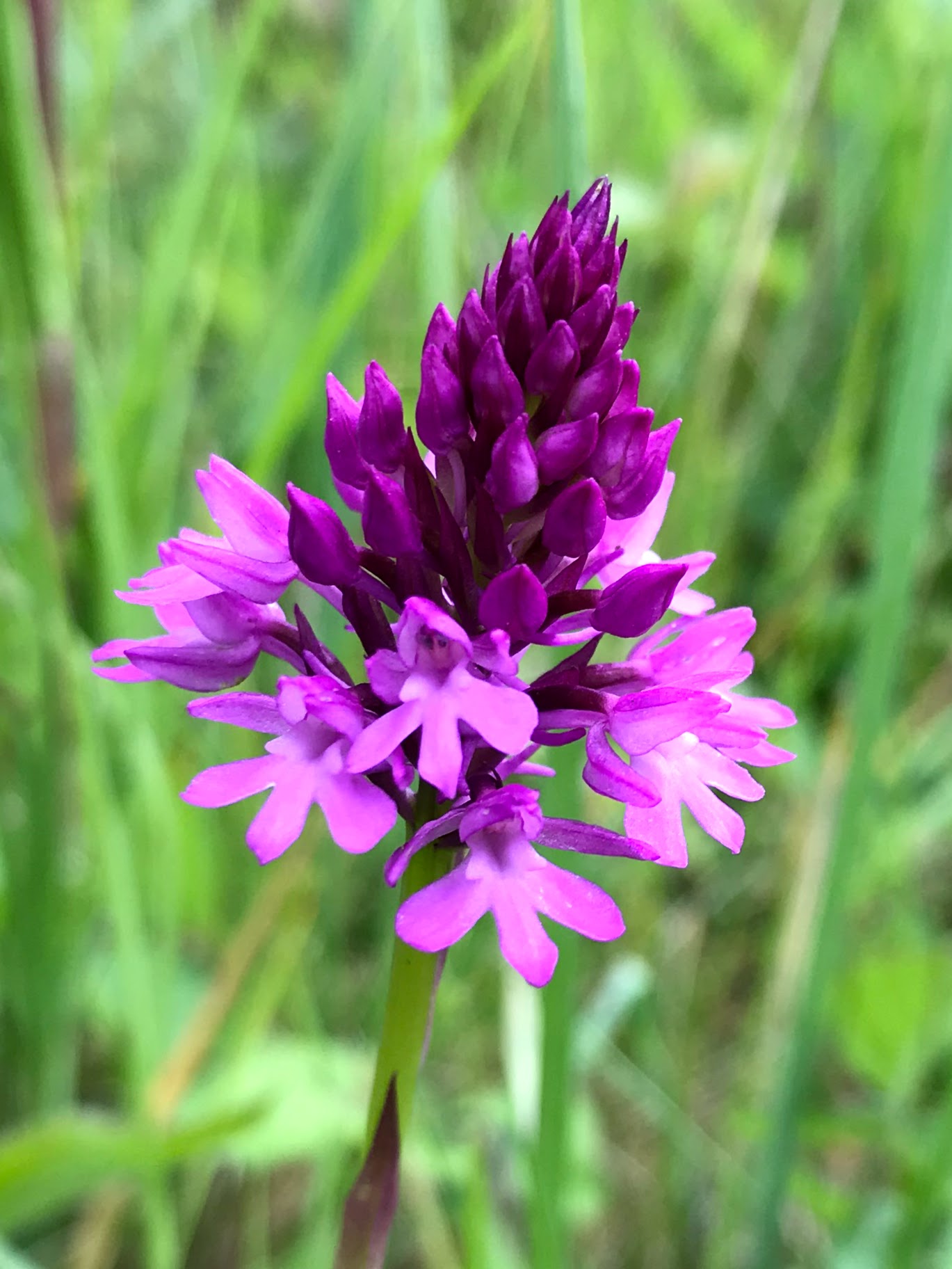 Achievements Timeline - Sutton Nature Conservation Volunteers